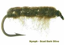 OLIVE SCUD