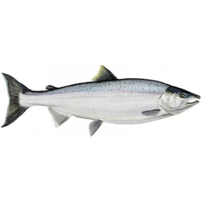 COHO SALMON DECAL